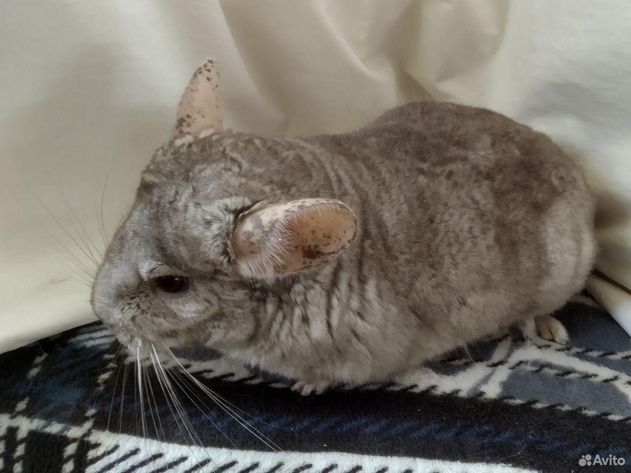 Шиншилла, самка, 5 лет, гетеробежевая, нф - отдам