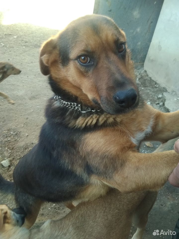 Отдам девочку метис немецкой овчарки