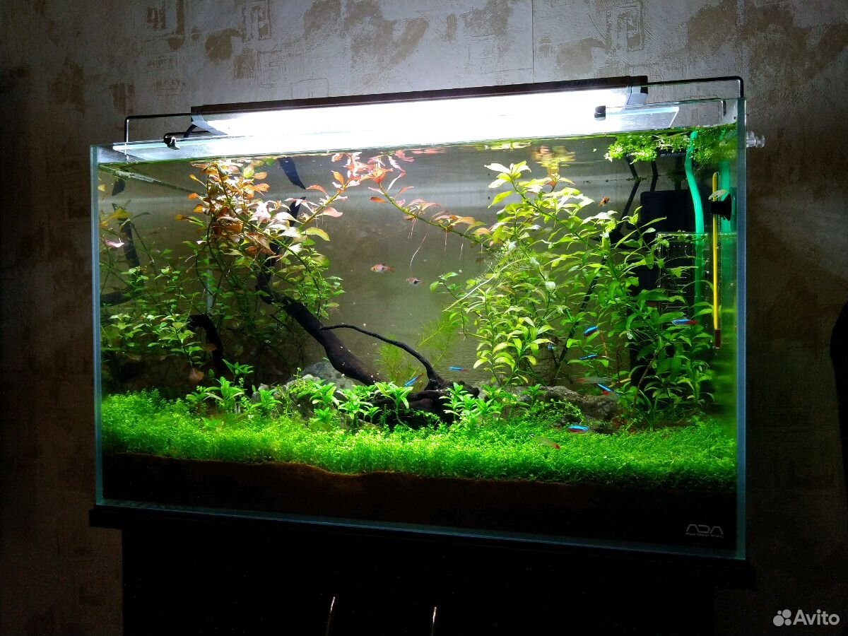 Акваскейп ADA Аквариум Японский Cube Garden 60-P