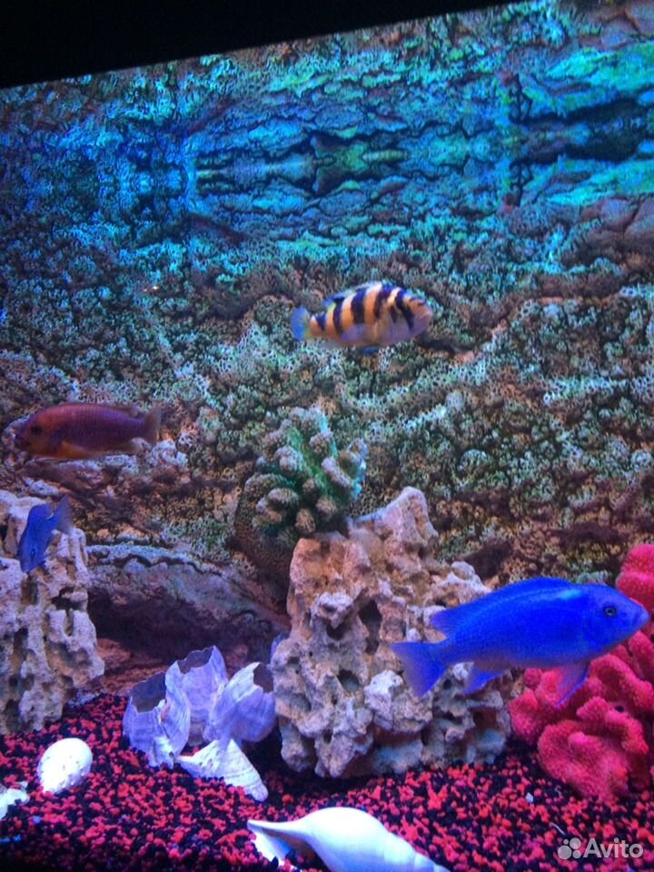 Есть любители рыбок