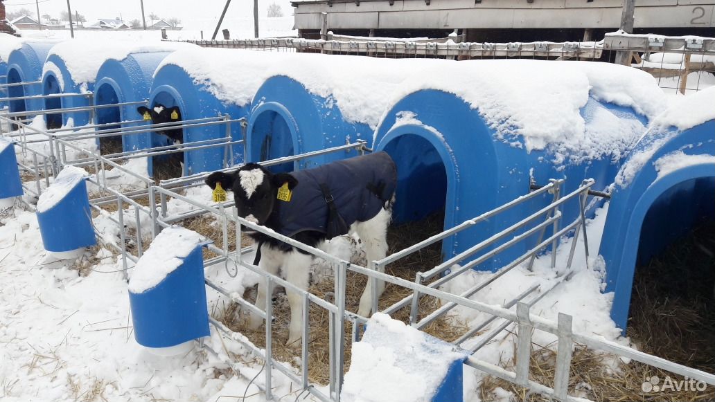 Бычки на продажу