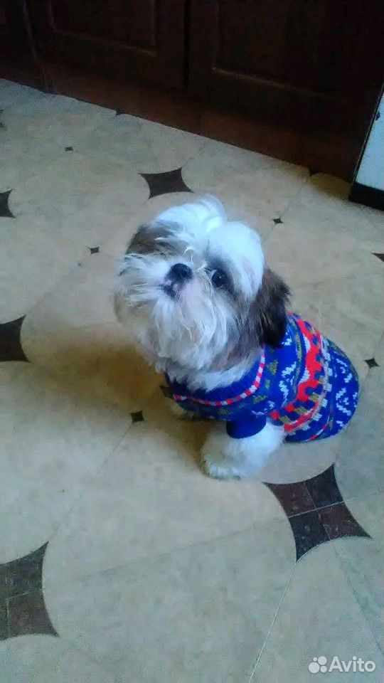 Бело-рыжая кукляшка