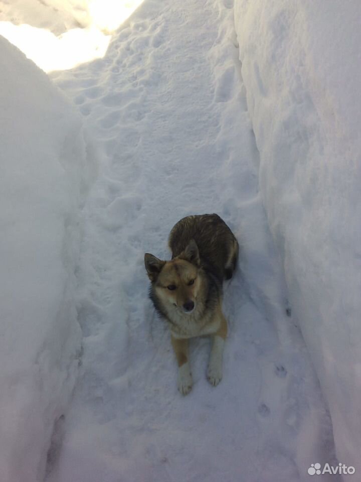 Мелкая собачуля ищет себе хозяина