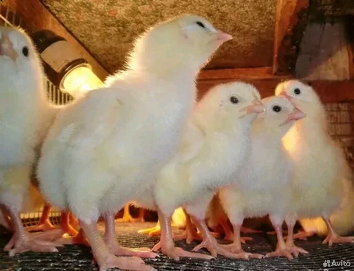 Бройлер кобб 500