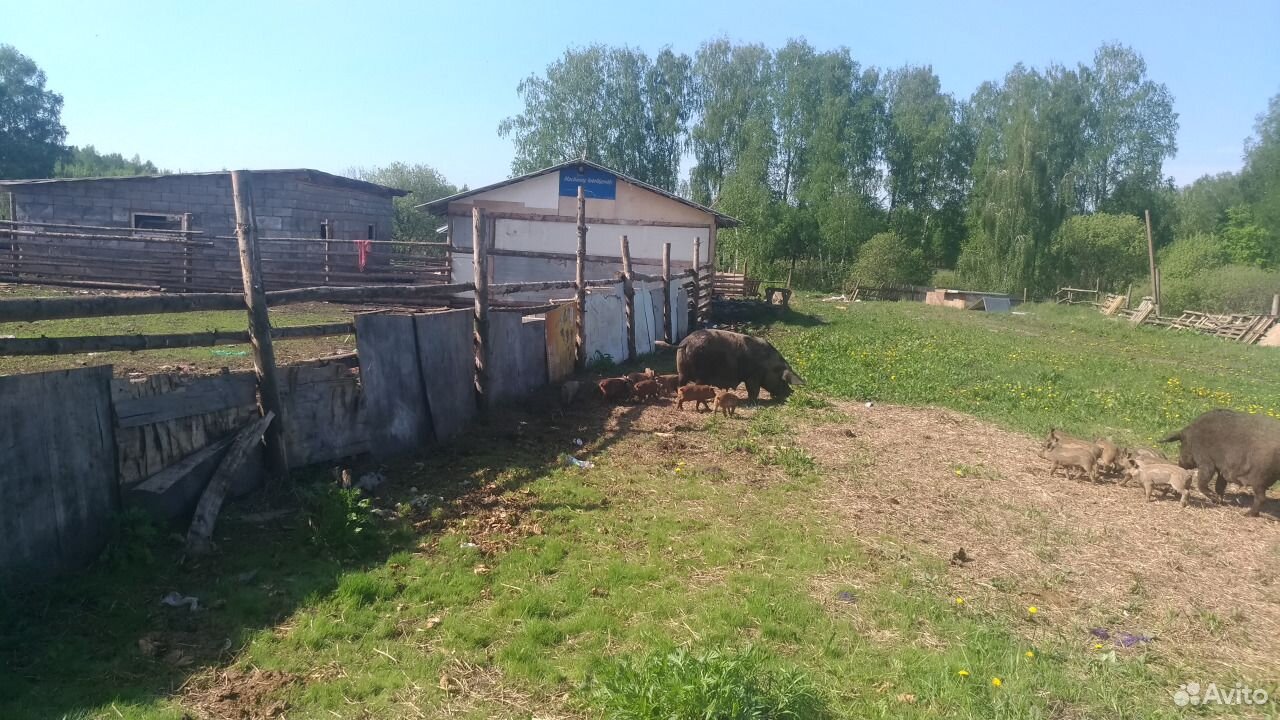 Поросята дюрок ландрас мангалица от2 до 5месяцев