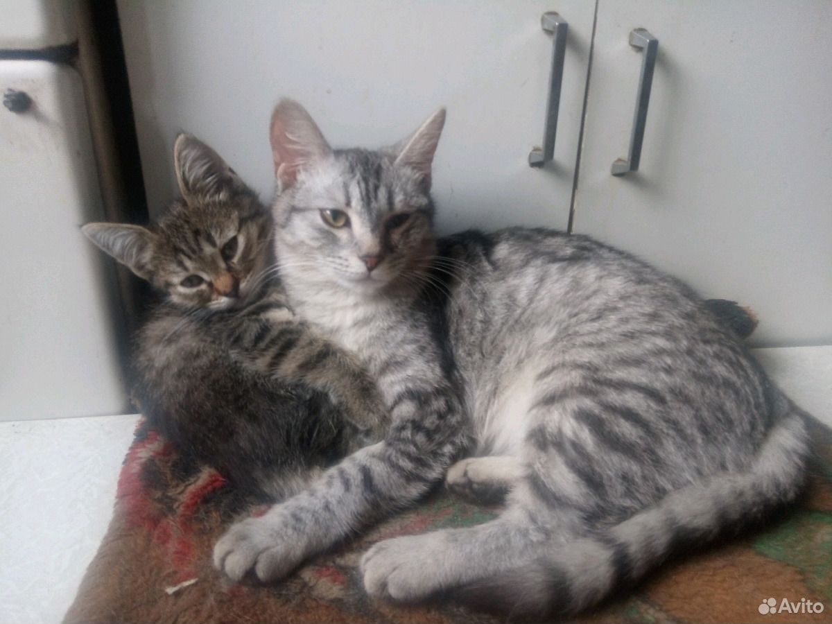 Котята в хорошие руки