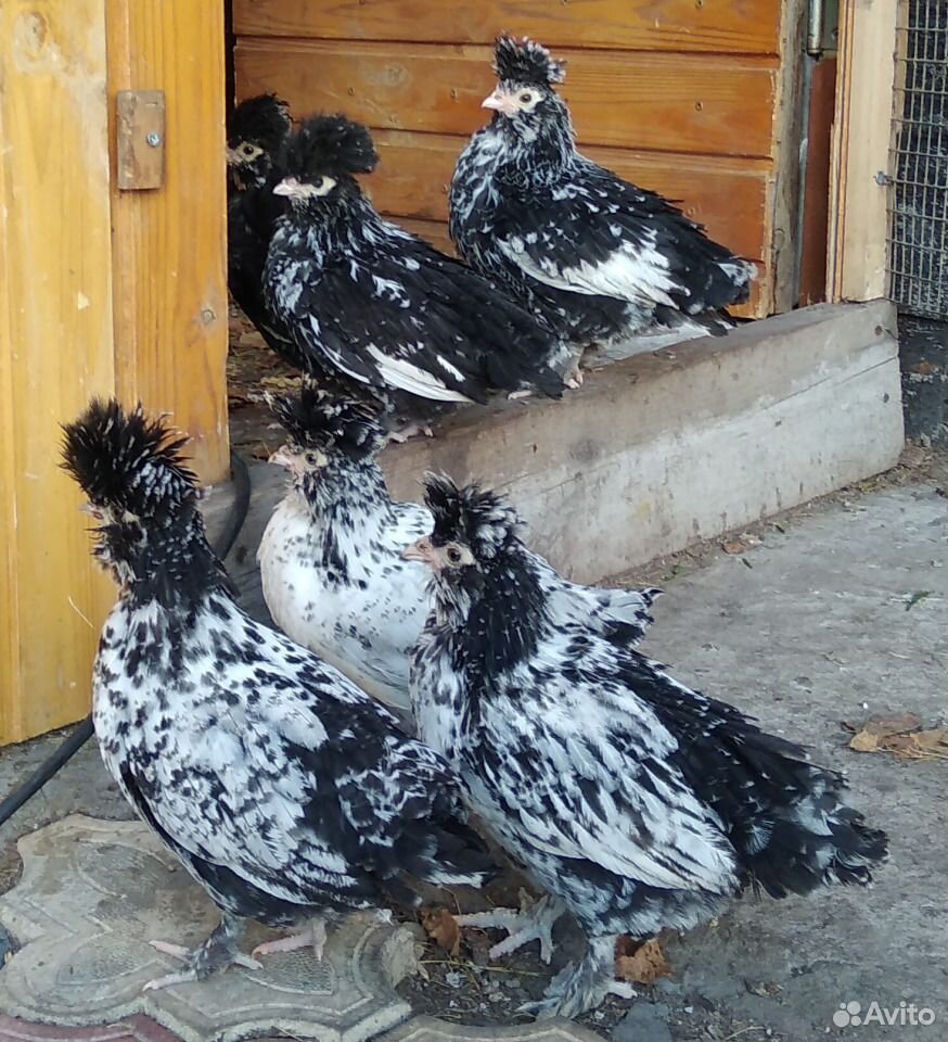 Павловское серебро(молодые петушки)