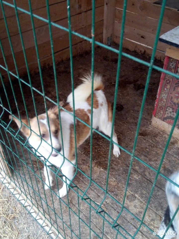 Отдам молодую стерильную собачку