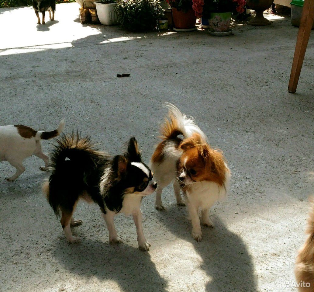 Жених чихуахуа