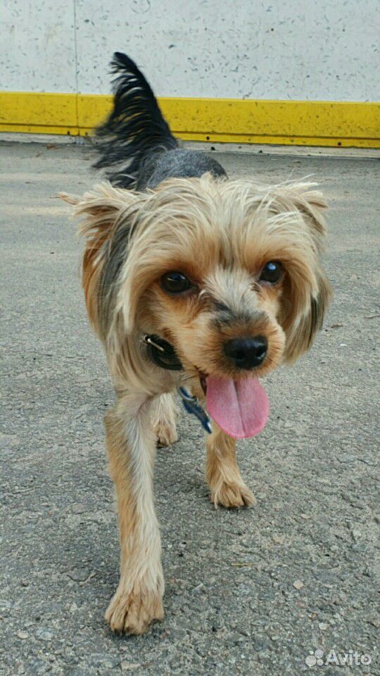 Микки ищет невесту