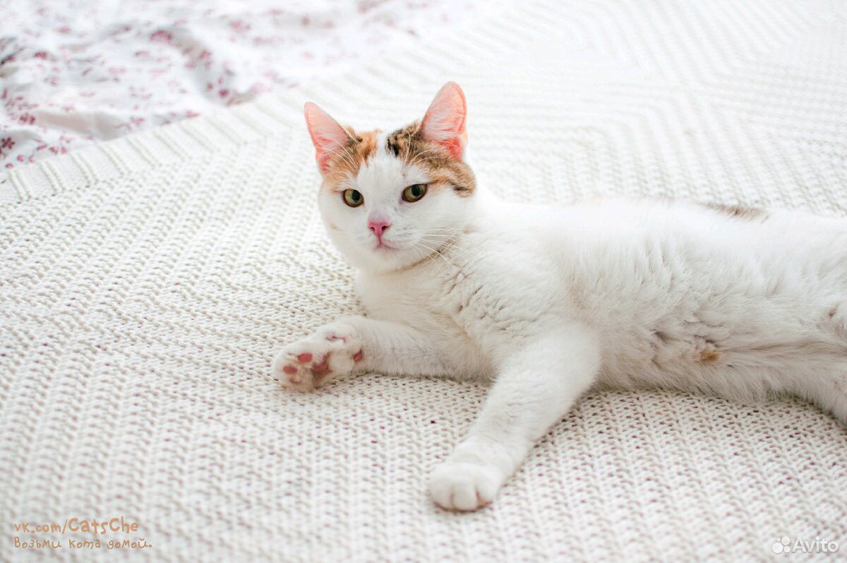 Николь в добрые руки