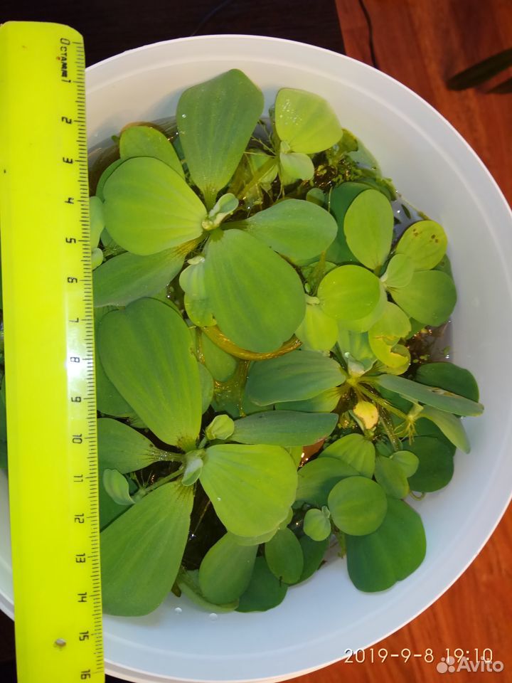 Продам аквариумное растение Пистия