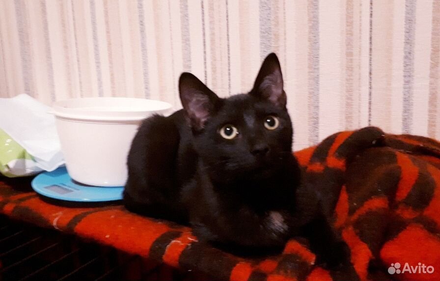 Черный котик, подросток
