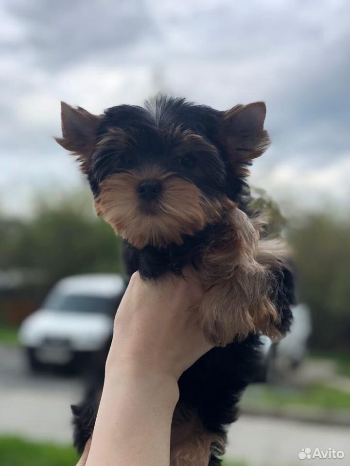 Йоркский терьер