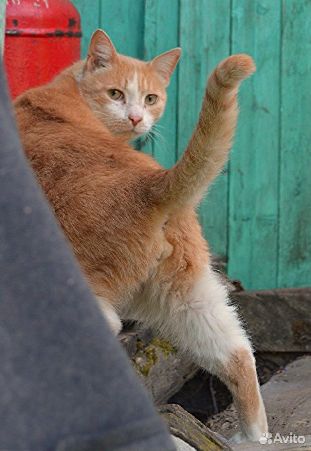 Отдам молодого котика