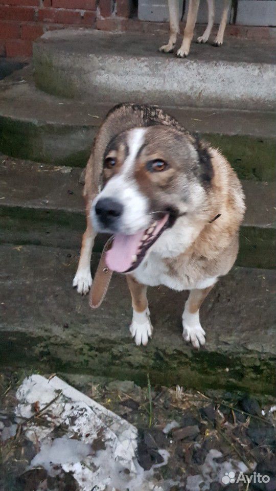 Собака только в ответственные руки знающие породу