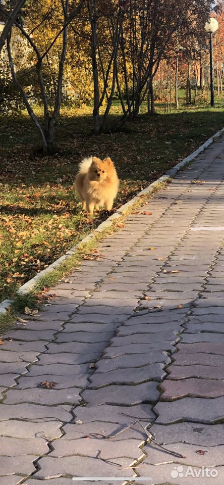 Вязка