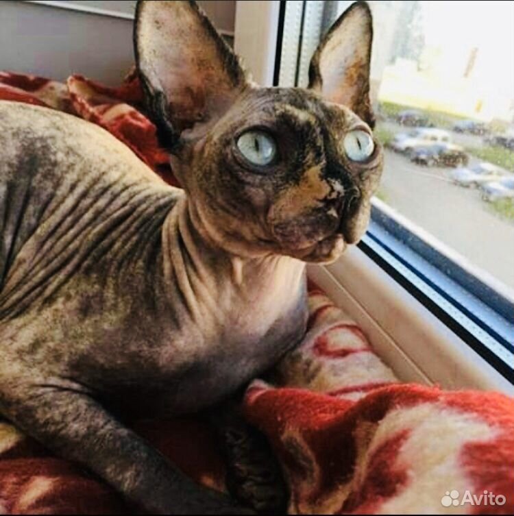 Продам кошечку
