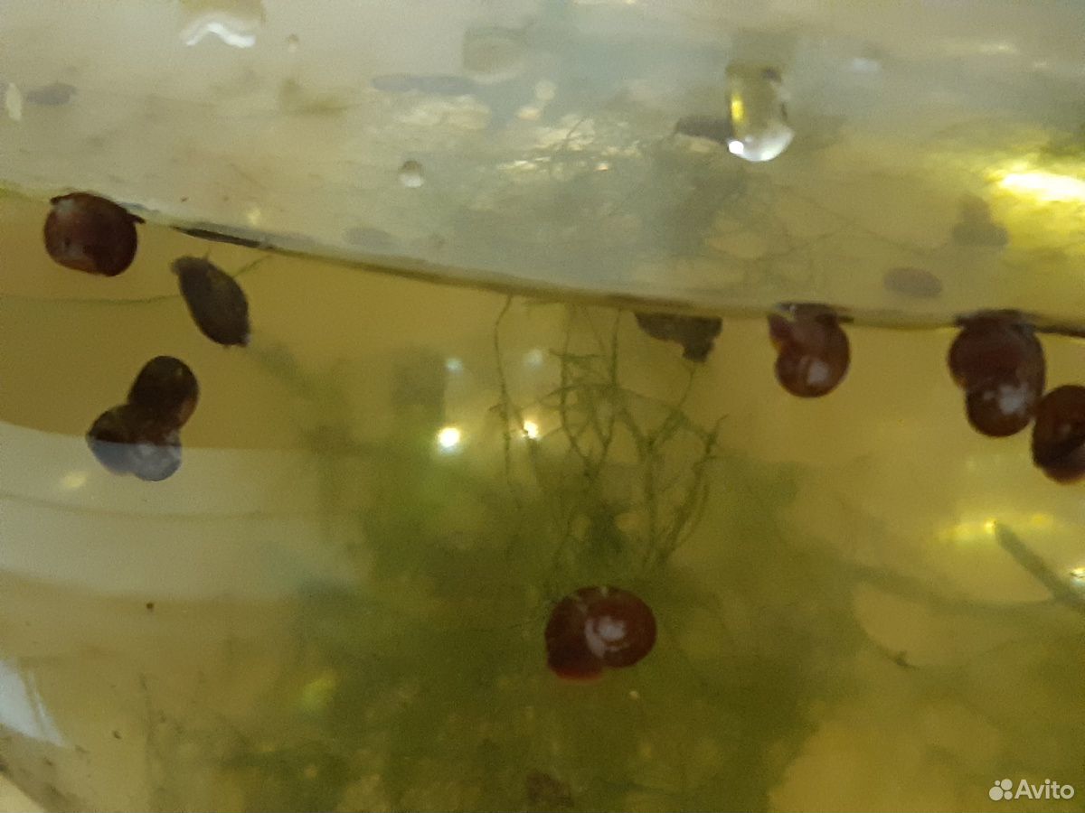 Улитки Катушки