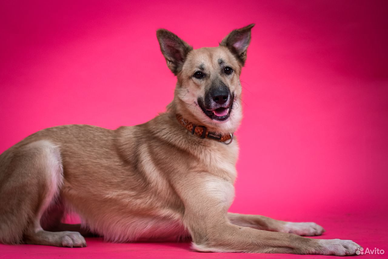 Вега. Отдается в добрые руки