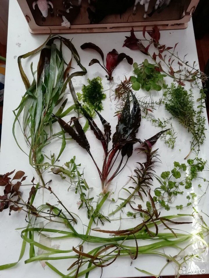 Набор растений для аквариума