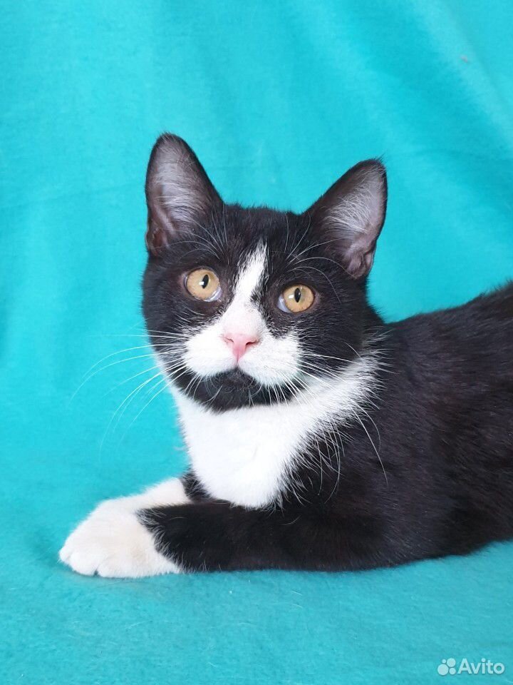 Котенок Митя Кабанчиков 4 месяца