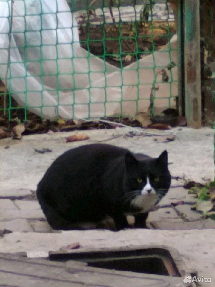 Котик ласковый домашний черный с белым