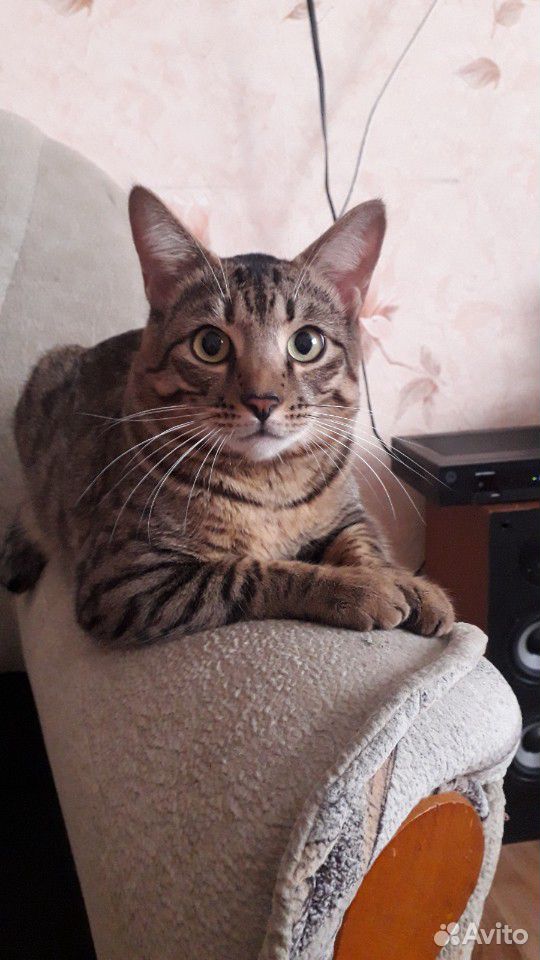 Кот Бенгалец-метис Вязка