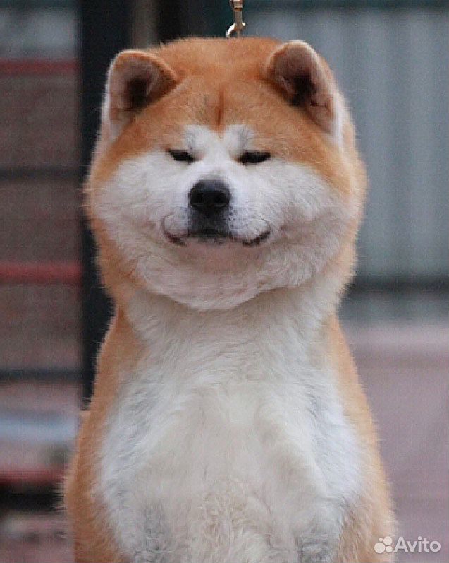 Акита ину взрослый племенной кобель продажа