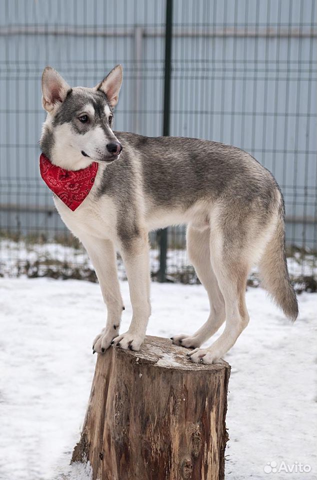 Подросток. Метис хаски