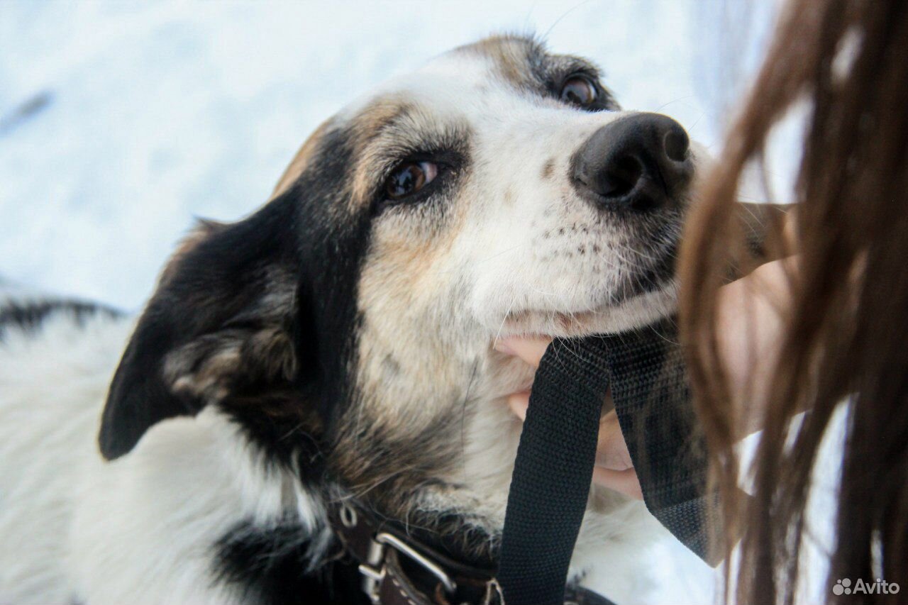 Миниатюрная Гретта в поисках хозяина