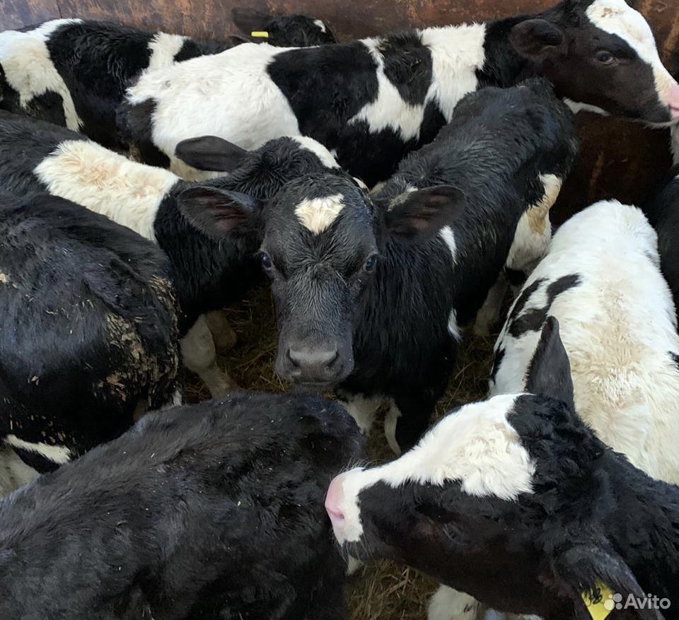 Телята Бычки