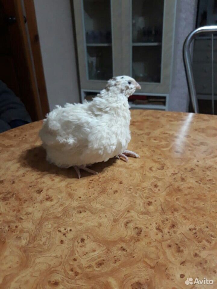 Перепелки
