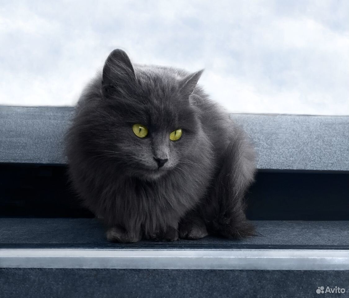 Кошечка Нибелунг (метис)