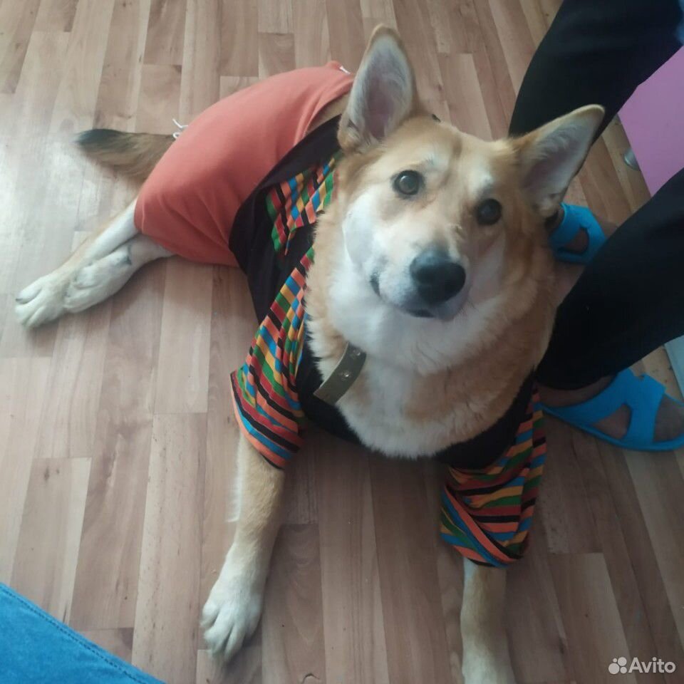 Собака Лера