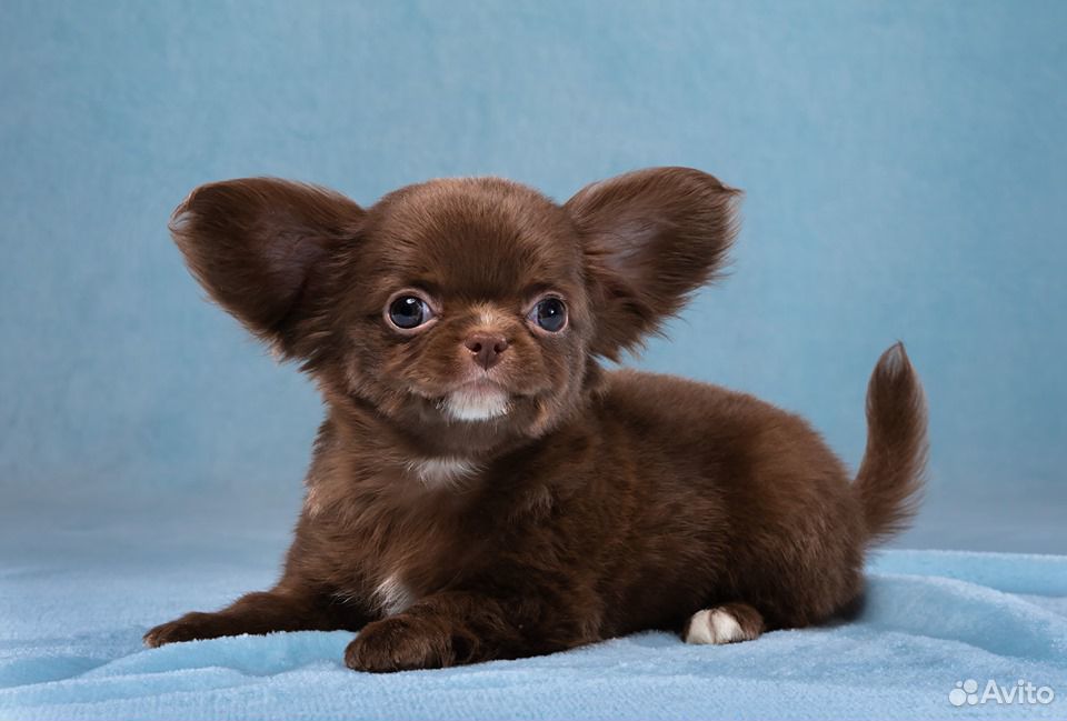 Милый ушастик