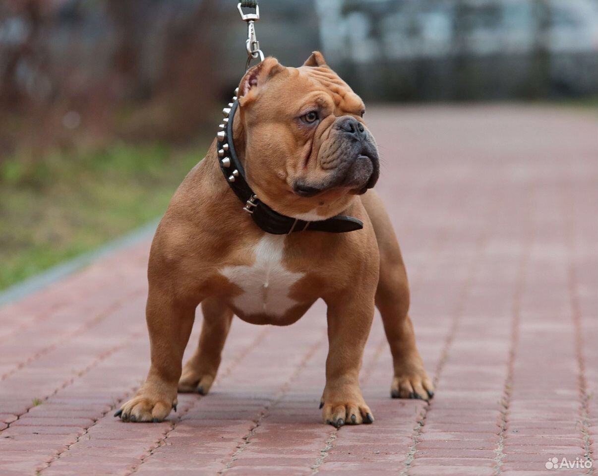 Bully Exotic male is open for stud