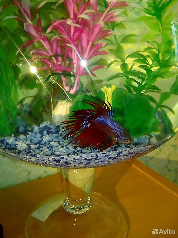 Аквариум рюмка, 1,7 и 5 л