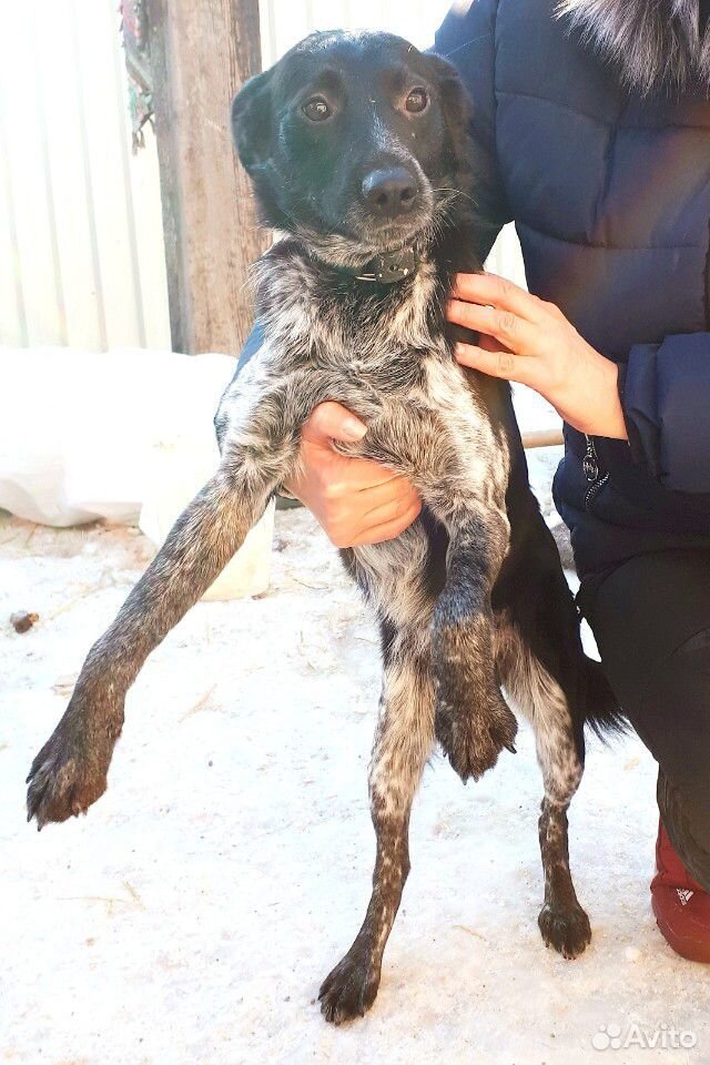 Жук отдам в добрые руки