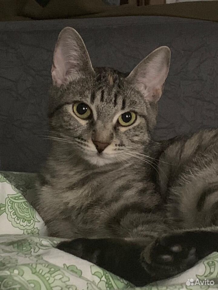 Шерри ищет дом