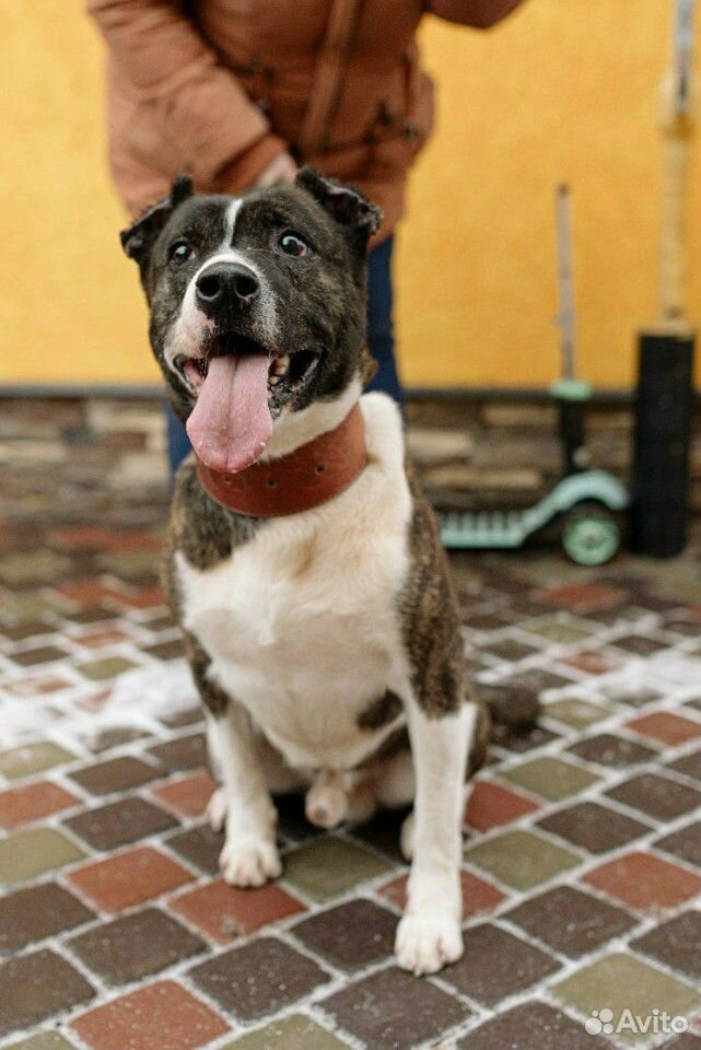 Балто в добрые руки