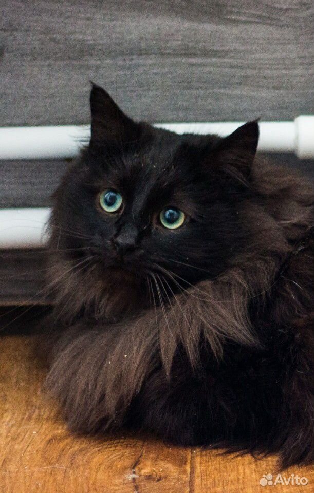 Кот ищет дом