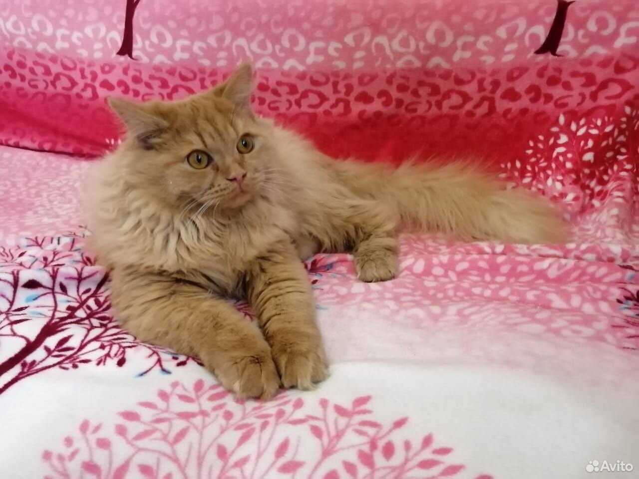 Симба, 10 месяцев, кастрированный