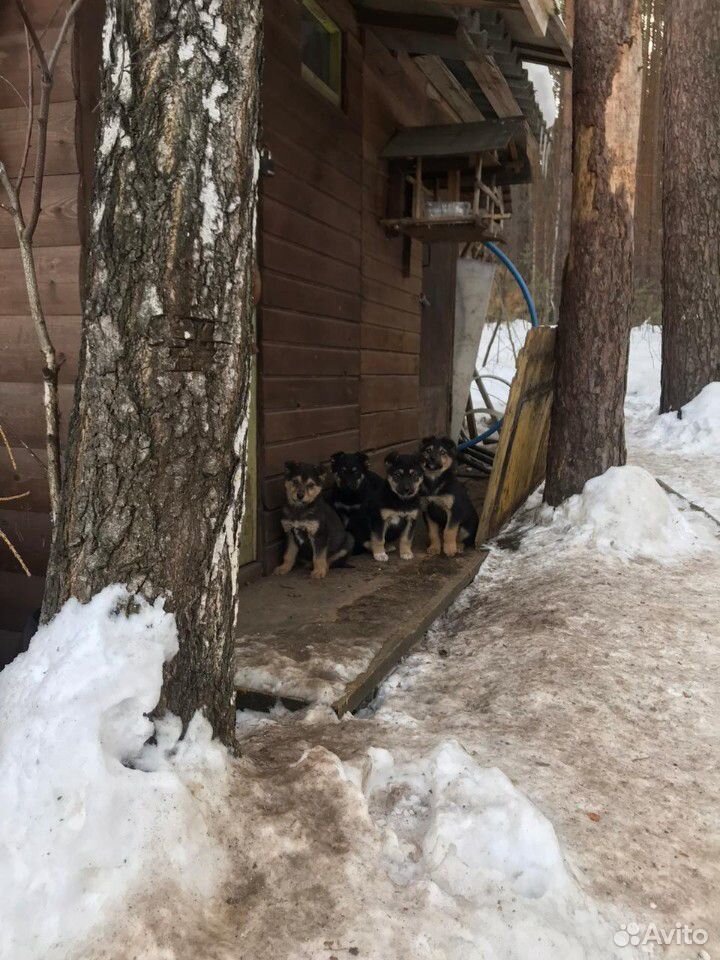 Помогите щеночкам
