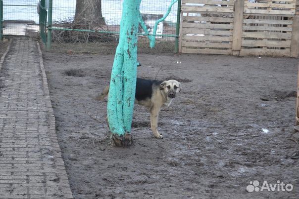 Песик подросток