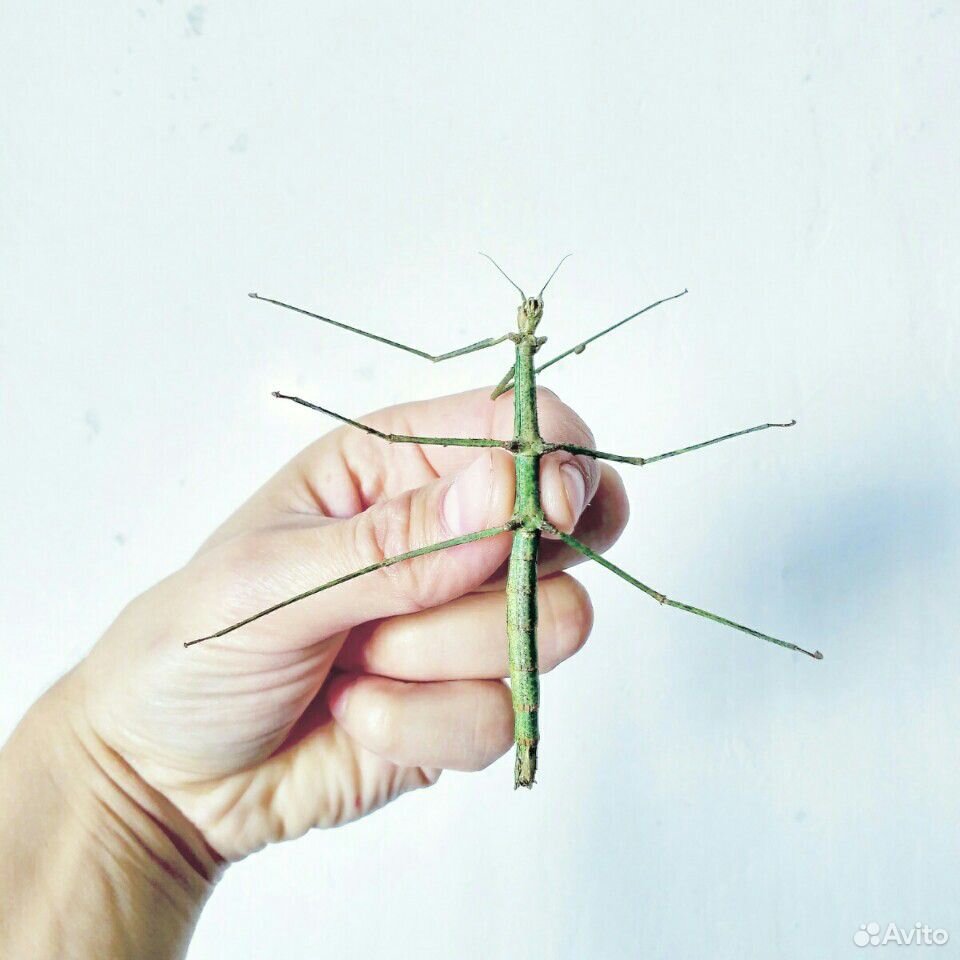 Палочники аннамские