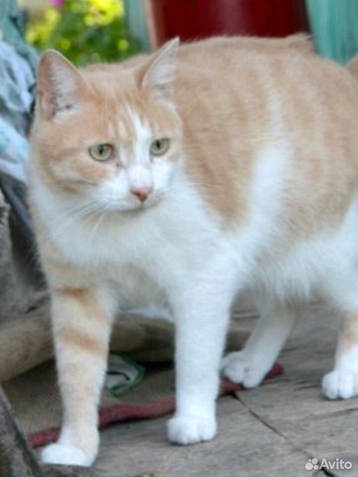 Котик Абрикосик в хорошие руки