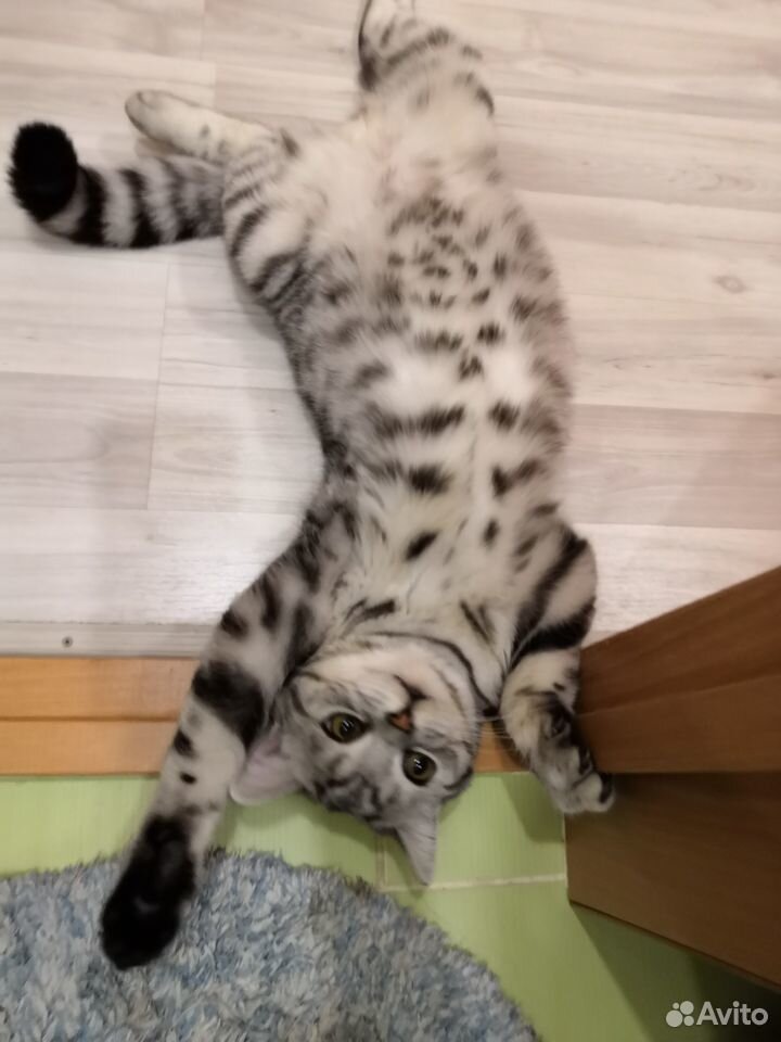 Домашний короткошерстный шотландский кот Вязка