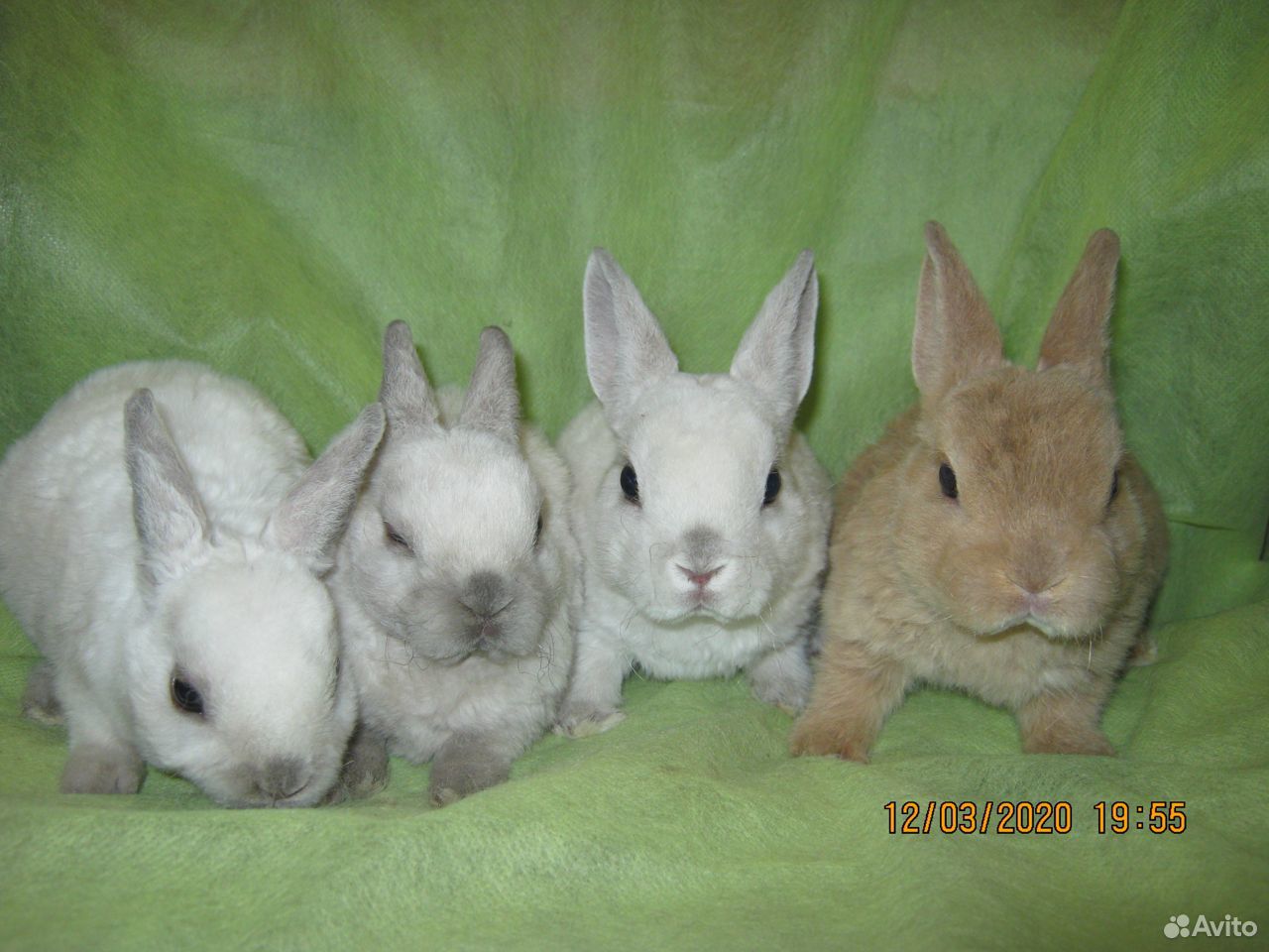 Крольчата карликового рекса