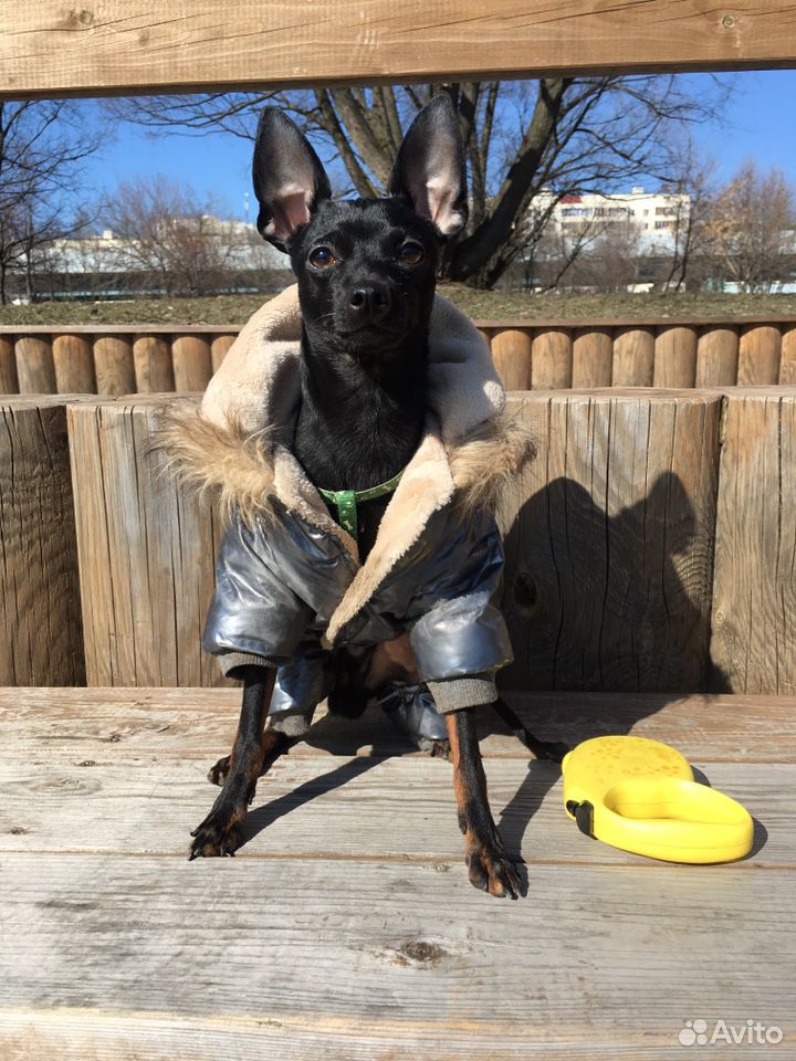 Той-терьер вязка